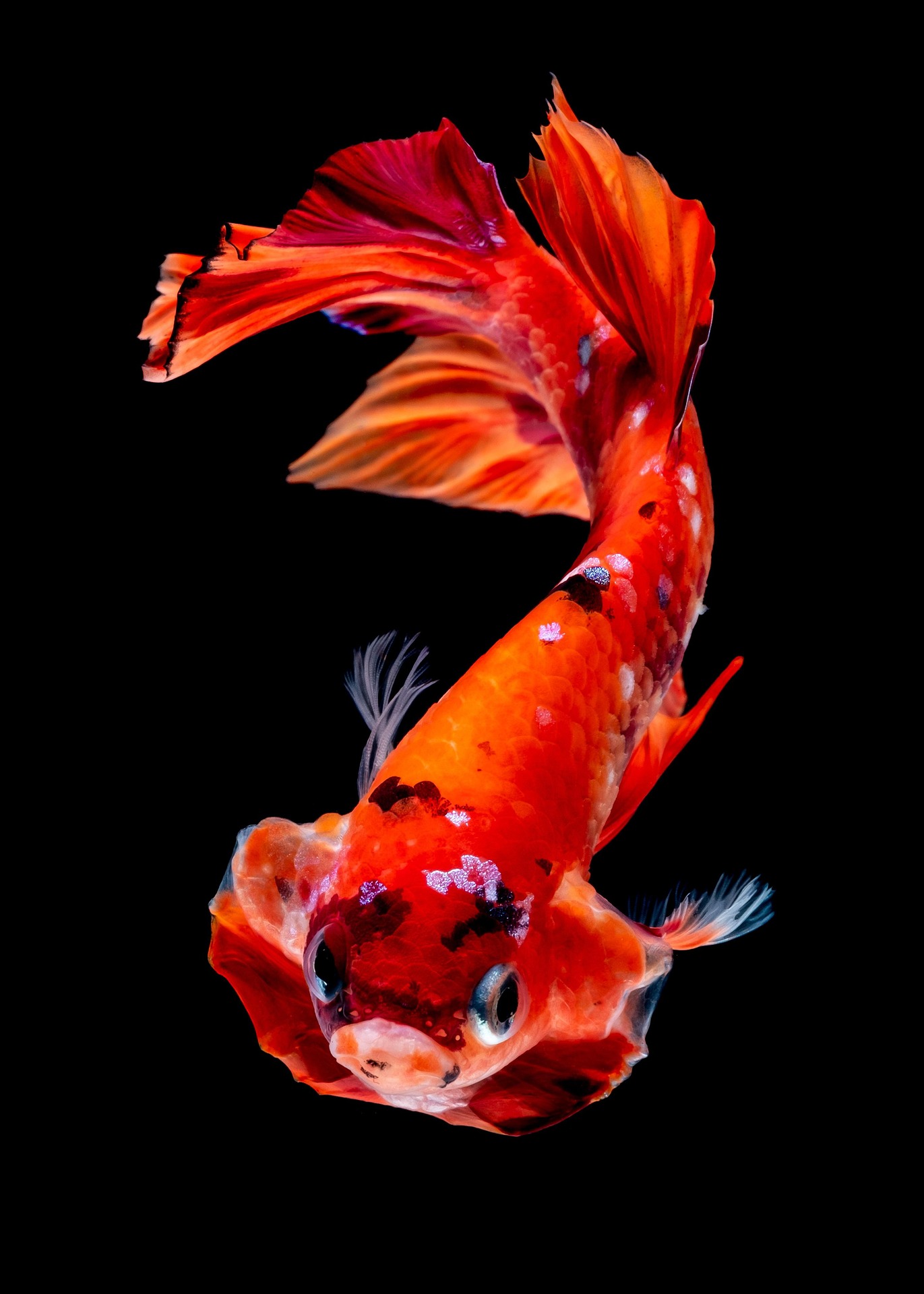 Todo lo que necesitas saber de los peces Betta